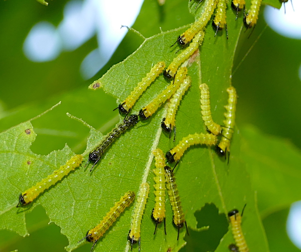 Oakworms, Again. | Nature Watch