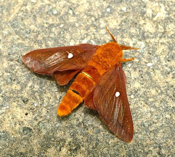 Oakworms, Again. | Nature Watch