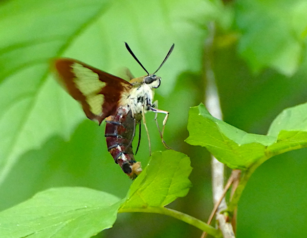 Hummingbird Bird and Moth | Nature Watch
