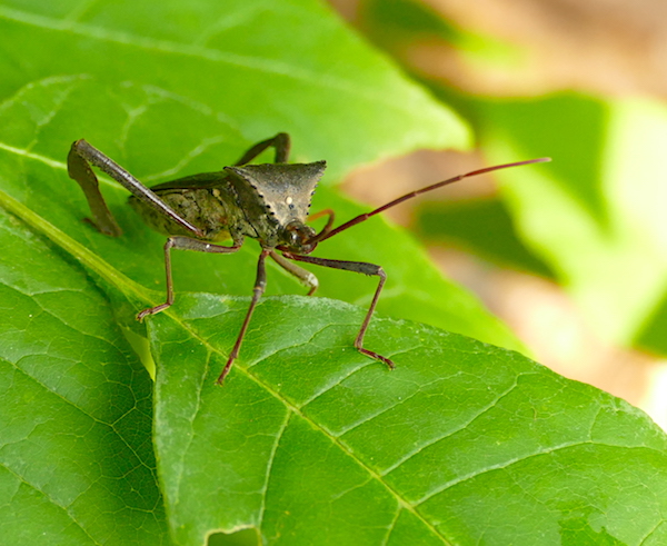 Bees, Leaf-footed Bugs, Luna Moths and More | Nature Watch