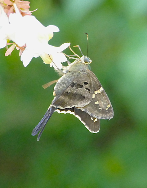 Long-tailed Skipper | Nature Watch