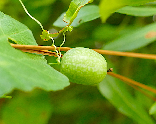 New and Old Things Emerging | Nature Watch