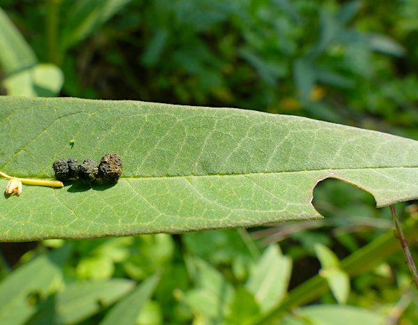 Transitions, Variations, and Life & Death | Nature Watch