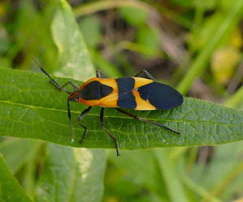 The Fake Milkweed Bug | Nature Watch