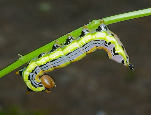 A Prominent Caterpillar | Nature Watch