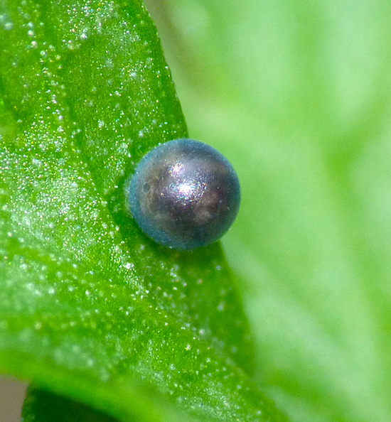 Black Swallowtail and Apiaceae | Nature Watch