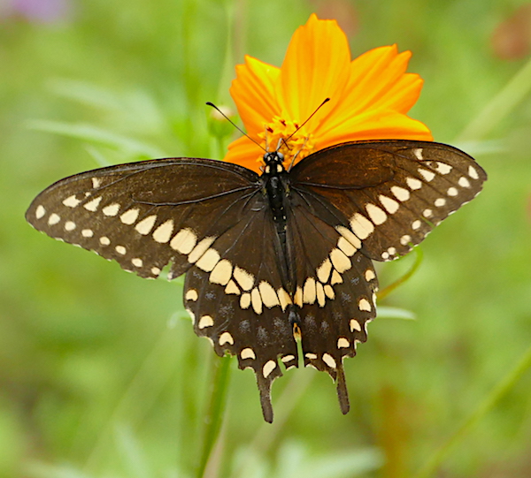The Results | Nature Watch
