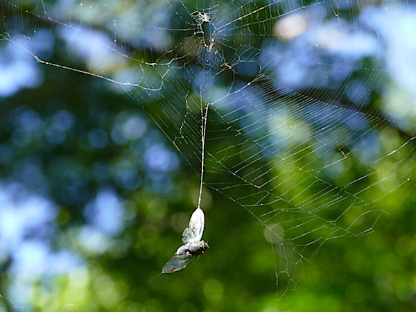 The Cicada and the Spider | Nature Watch