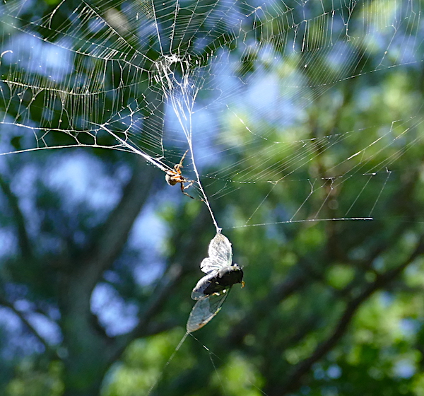 The Cicada and the Spider | Nature Watch
