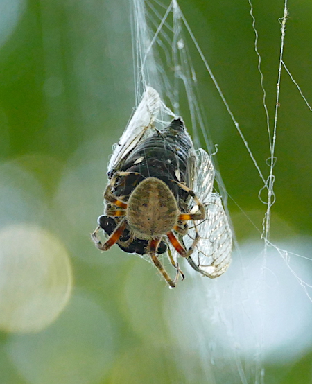 The Cicada and the Spider | Nature Watch