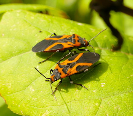 The Fake Milkweed Bug | Nature Watch