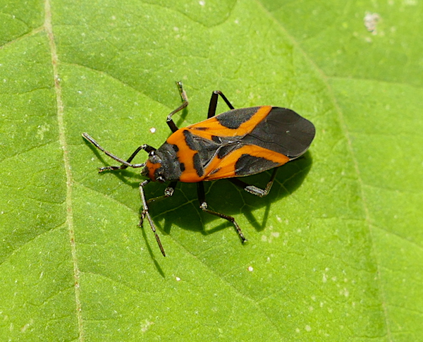 The Fake Milkweed Bug | Nature Watch
