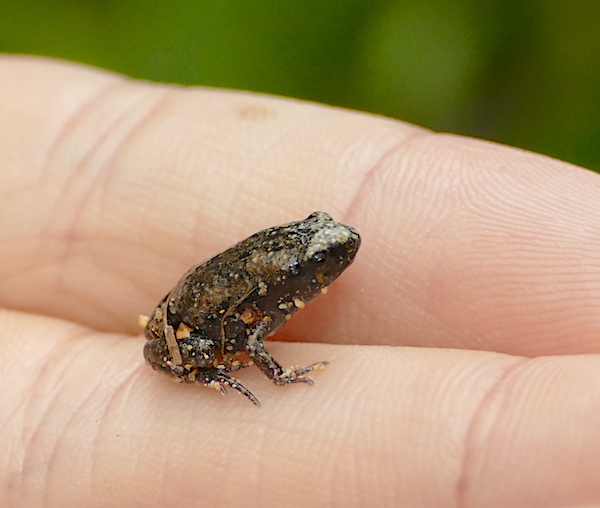 The Results | Nature Watch