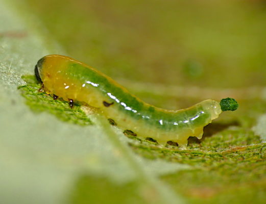 Sawfly Feast | Nature Watch