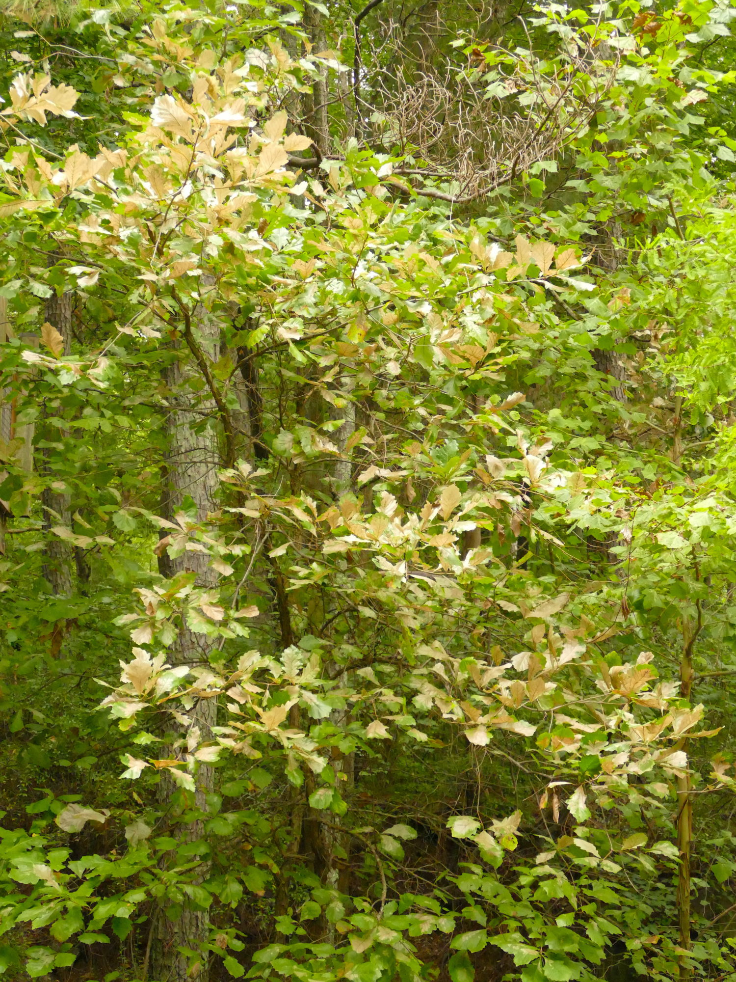 Sawfly Feast | Nature Watch