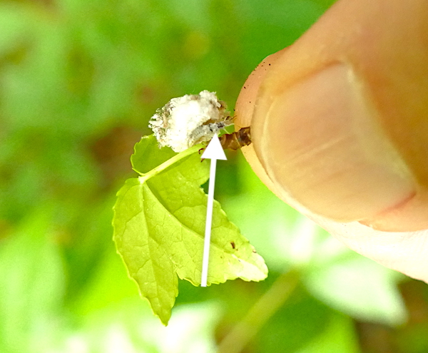 Golden Afternoon | Nature Watch