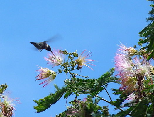 Mimosa and the Web | Nature Watch
