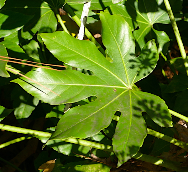 Eight Lobe-leaved Plant of Japan | Nature Watch