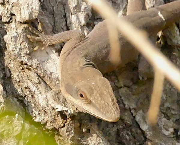 What You Might See | Nature Watch
