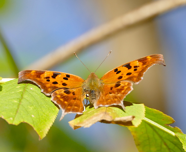 Bees, Butterflies et al. of the Day | Nature Watch