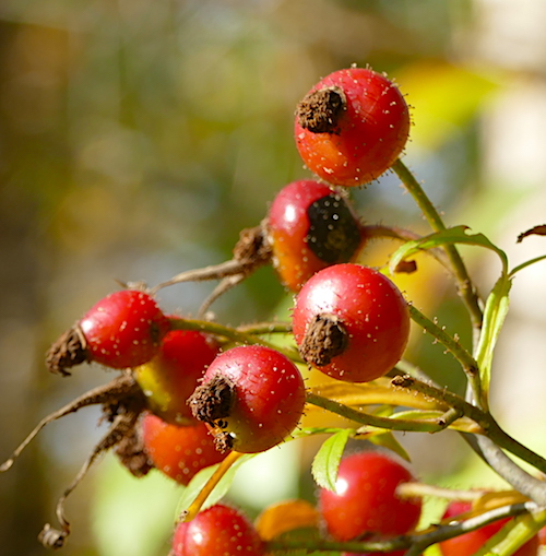 What You Might See | Nature Watch