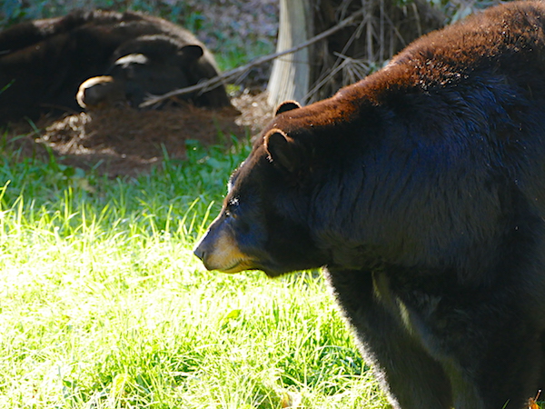 Bears, Burls, and Butter-butts | Nature Watch