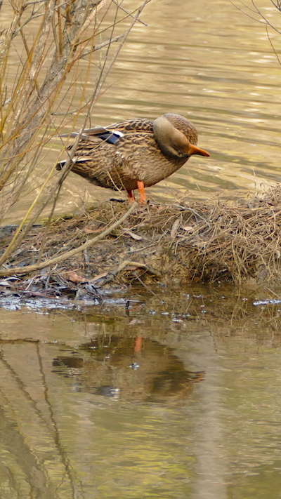 Duck Duties | Nature Watch