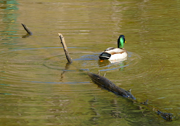 Duck Duties | Nature Watch