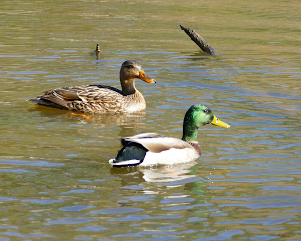 Duck Duties | Nature Watch