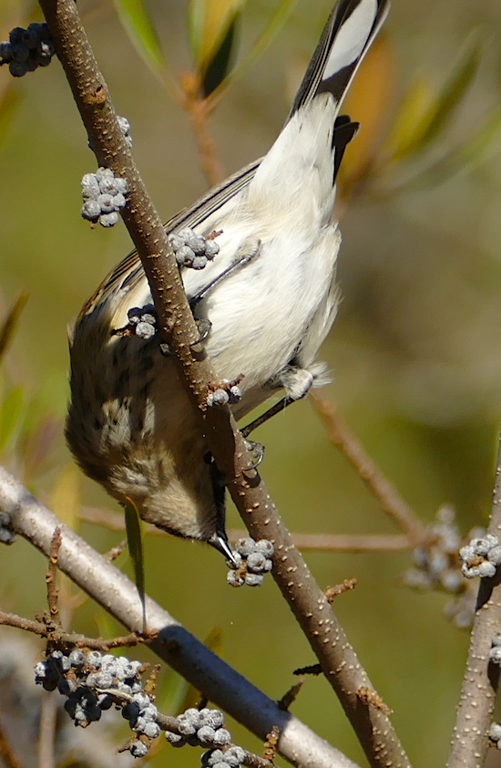 Bears, Burls, and Butter-butts | Nature Watch