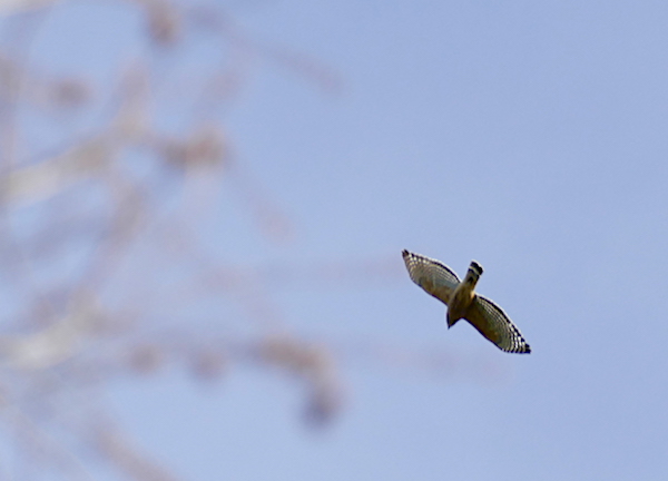 Hawks Identified | Nature Watch