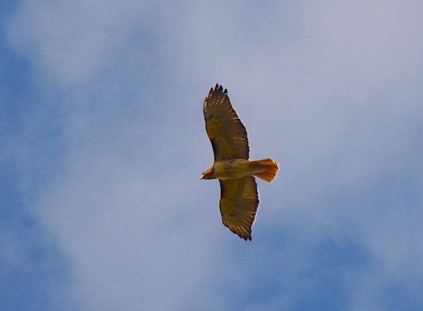 A Four Hawk Week | Nature Watch