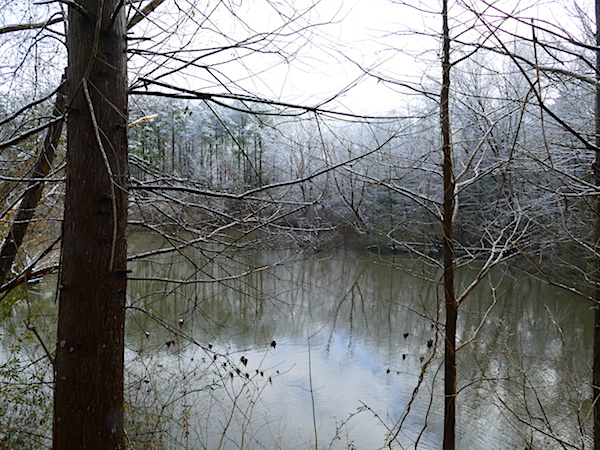 Snow Day | Nature Watch