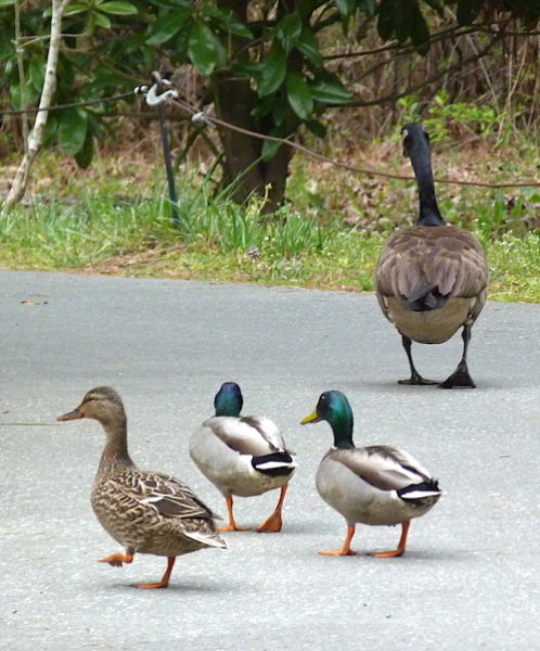 Ducks Heads | Nature Watch