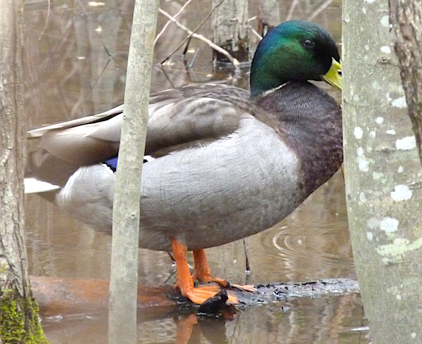 Ducks Heads | Nature Watch