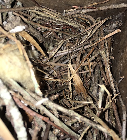 Nest Box Update for June 2021 | Nature Watch