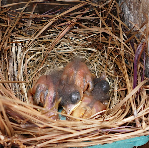 Nest Box Update for June 2021 | Nature Watch