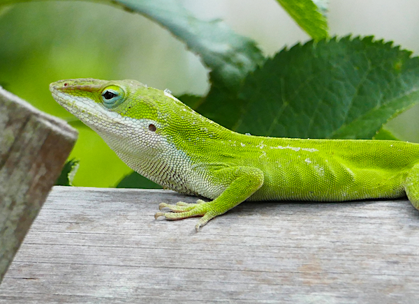 The Color of the Name | Nature Watch