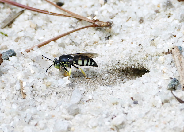 Sand Wasps | Nature Watch