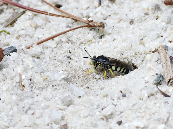 Sand Wasps | Nature Watch