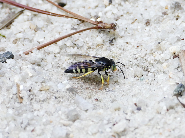 Sand Wasps | Nature Watch