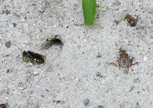Sand Wasps | Nature Watch
