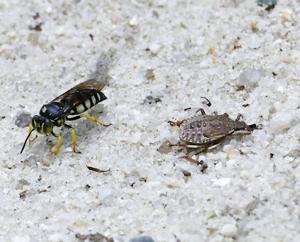 Sand Wasps | Nature Watch