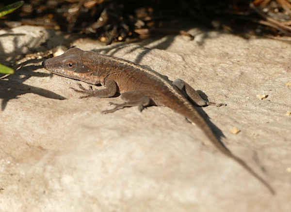 Anoles in Trees | Nature Watch