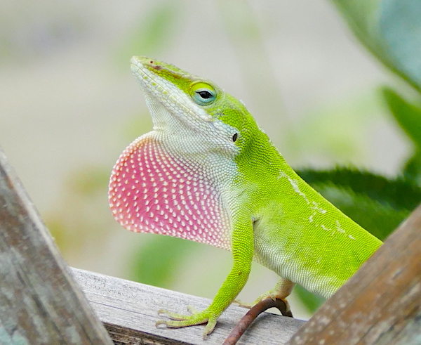 Anoles in Trees | Nature Watch