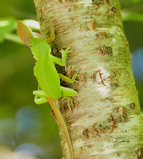 Anoles in Trees | Nature Watch