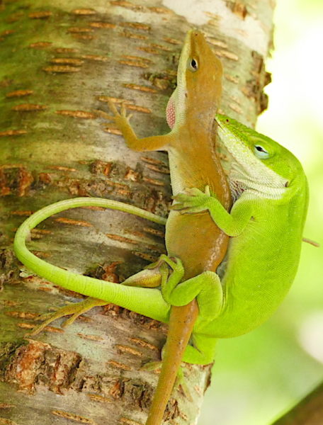Anoles in Trees | Nature Watch