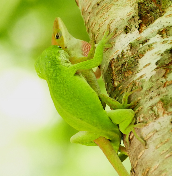 Anoles in Trees | Nature Watch