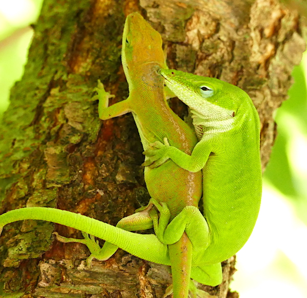 Anoles in Trees | Nature Watch