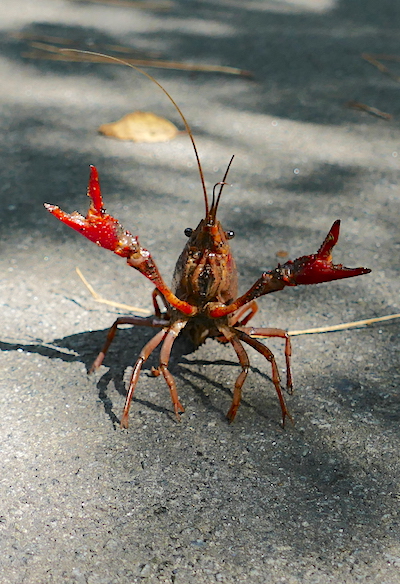 The Bold and the Brash | Nature Watch